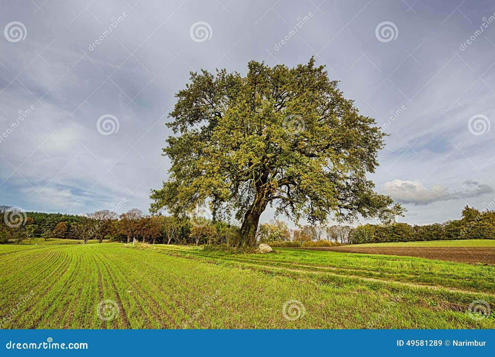 Hdr shoot of a lime tree stock image. Image of autumn - 49581289