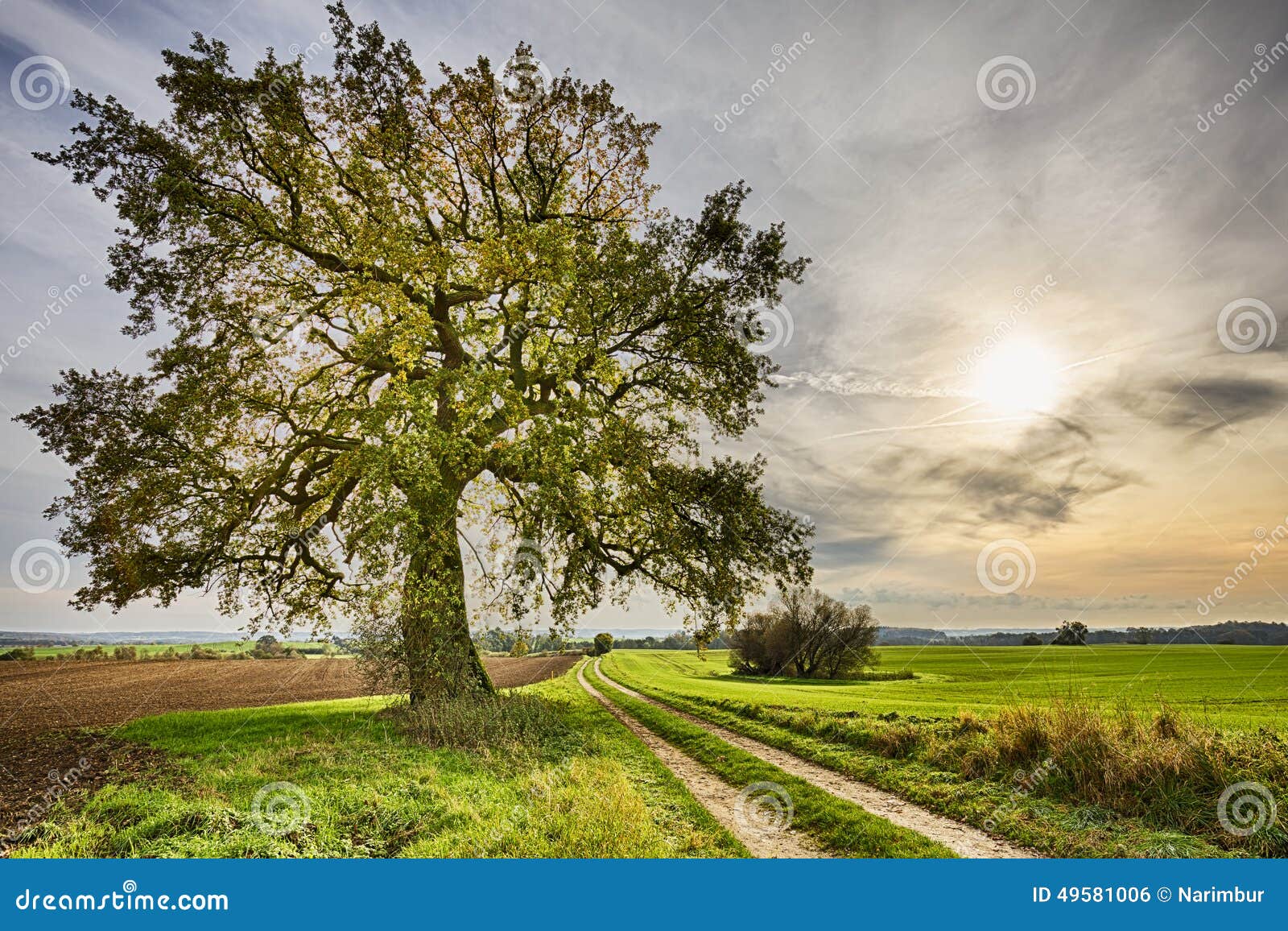 Hdr shoot of a lime tree stock photo. Image of angle - 49581006
