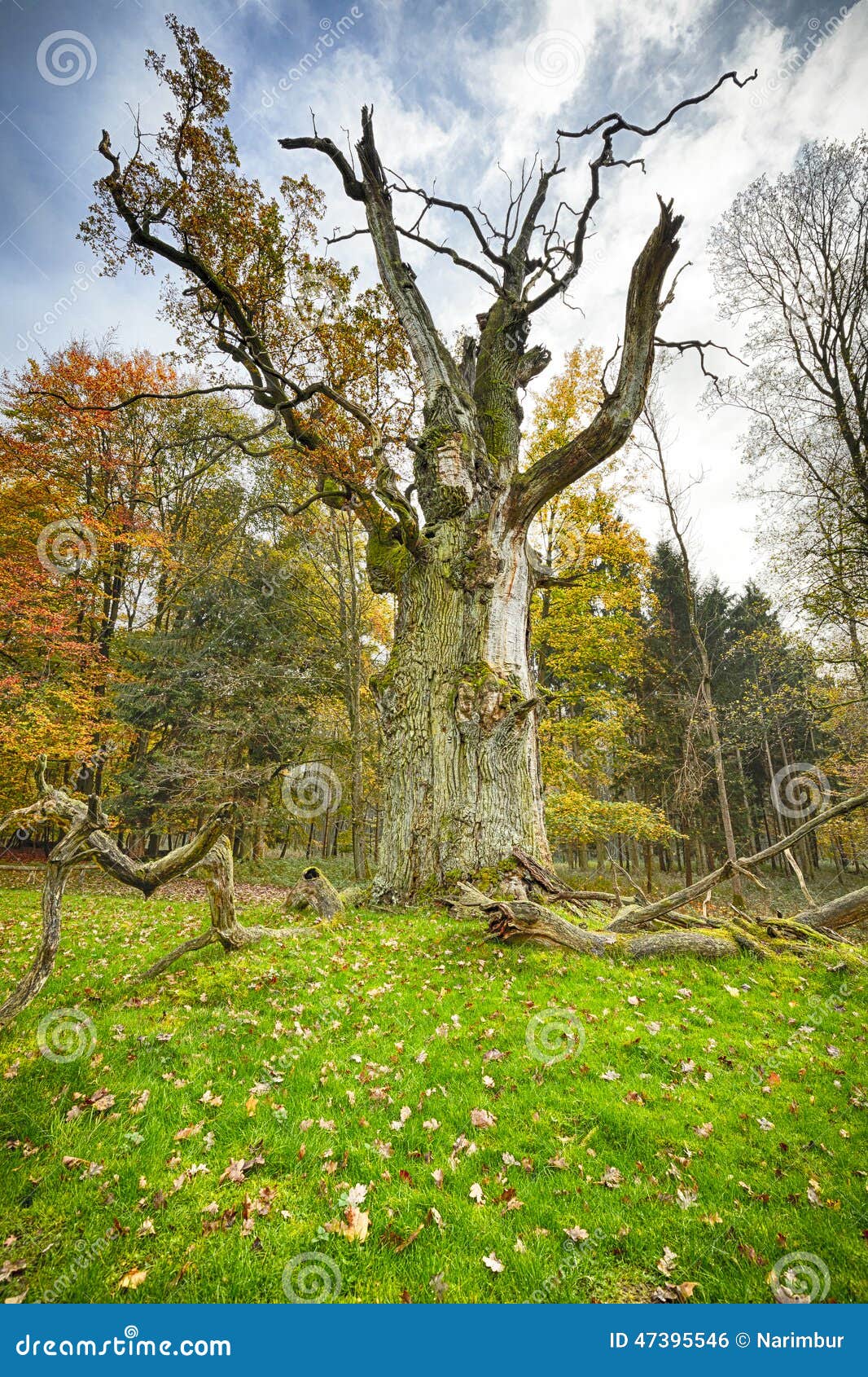 HDR Shoot of a Very Old Oak Tree Stock Photo - Image of lonely, fall ...