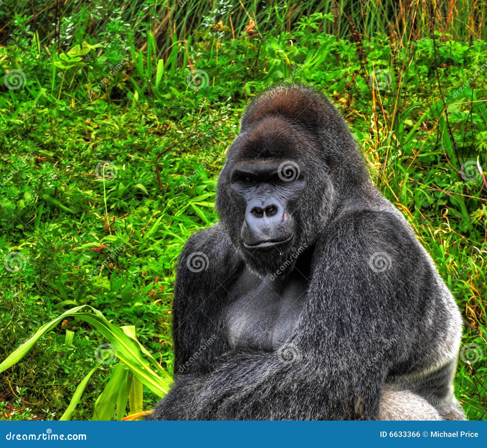 Silverback gorilla wallpaper - Flexhotline