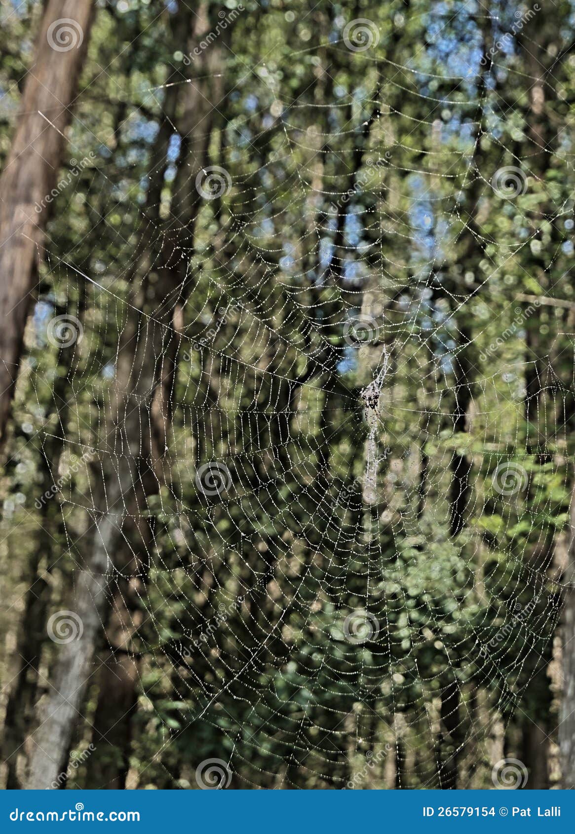 HDR Spider Web in the Forest Stock Photo - Image of nature, morning ...