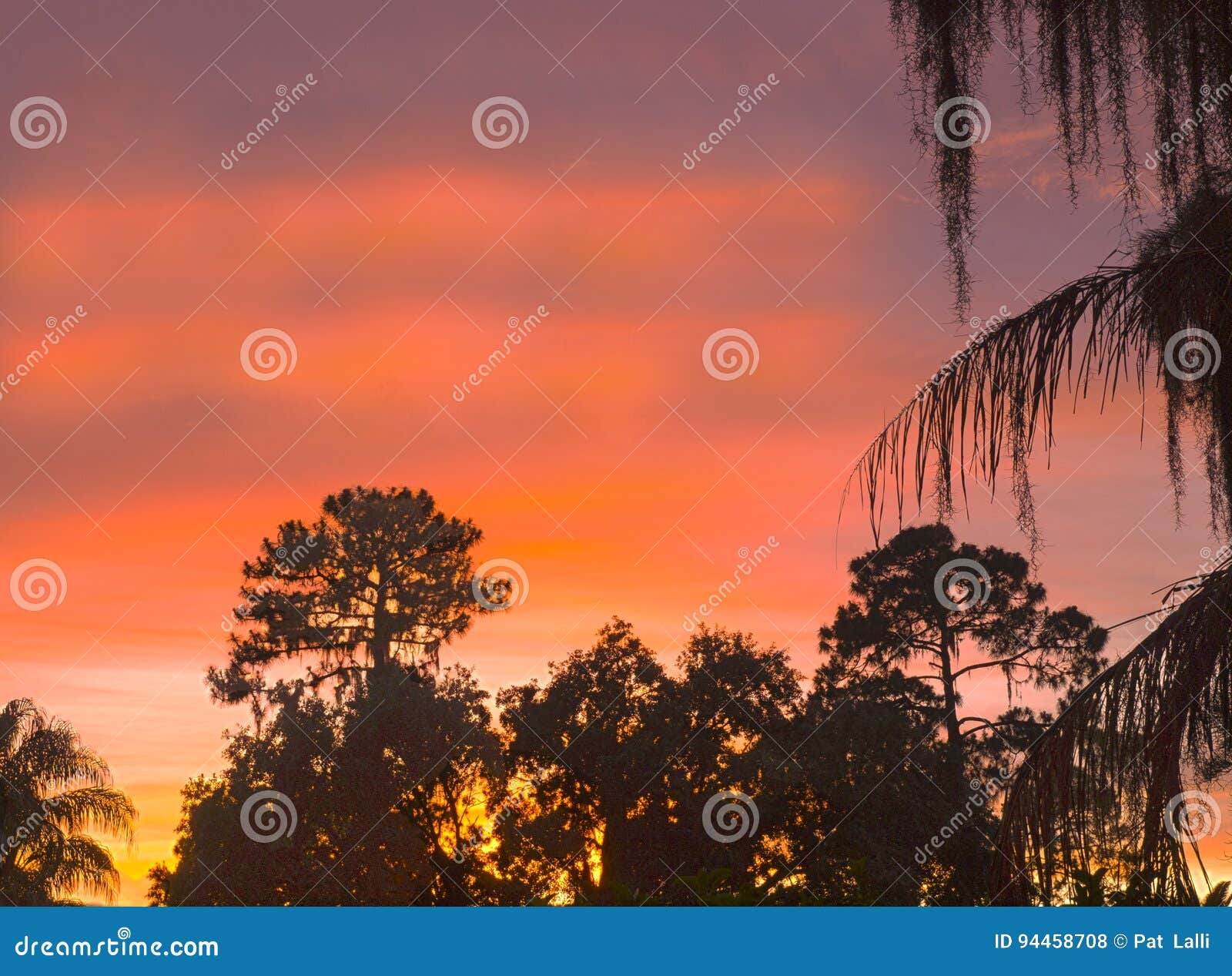 HDR Sunset Over Pines and Palms Stock Photo - Image of evening, moss ...