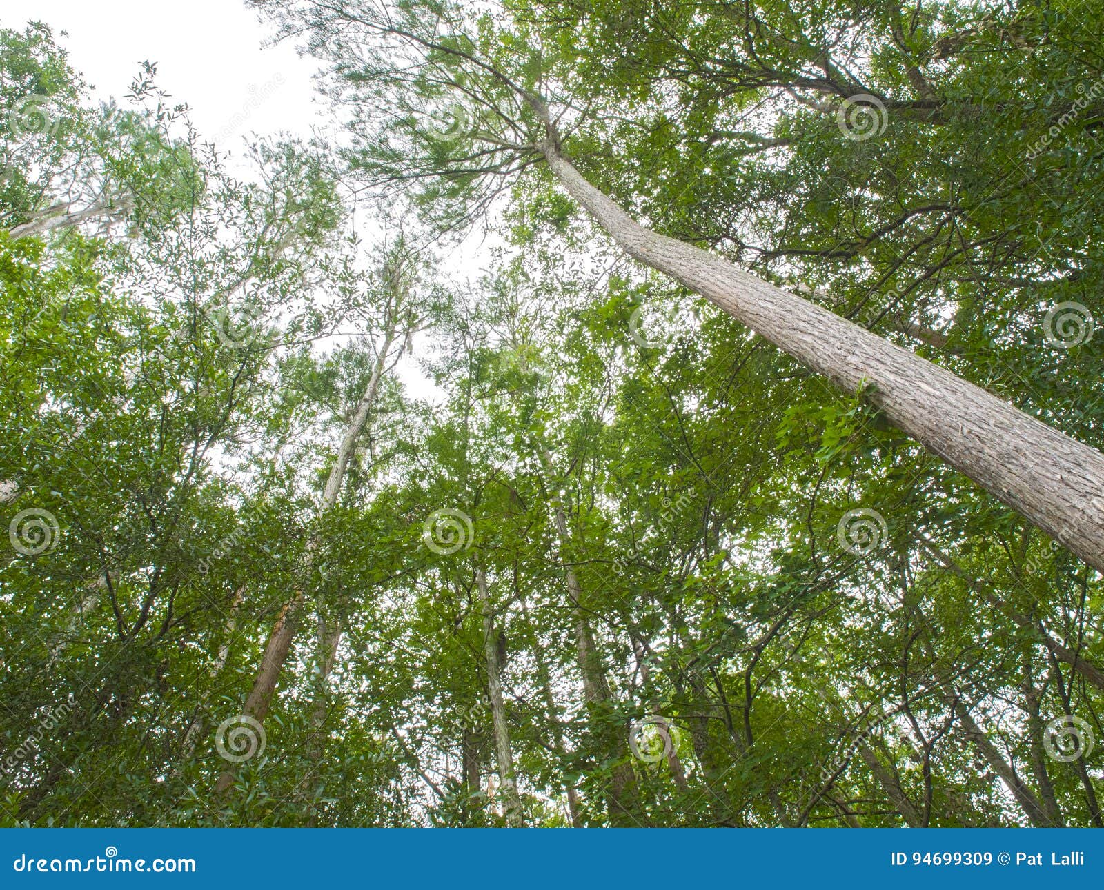HDR Trees Looking Up at a Slight Angle Stock Image - Image of flora ...