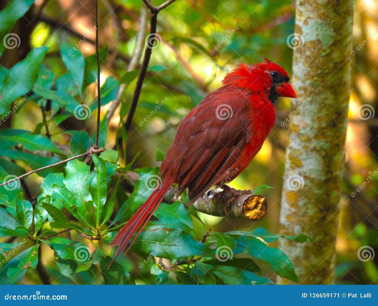 HDR Young male cardinal 5 stock image. Image of beak - 126659171