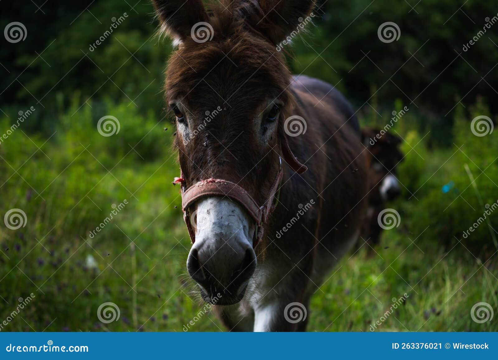 Head of an Adorable Pyrenean Donkey in Closeup Stock Image - Image of ...