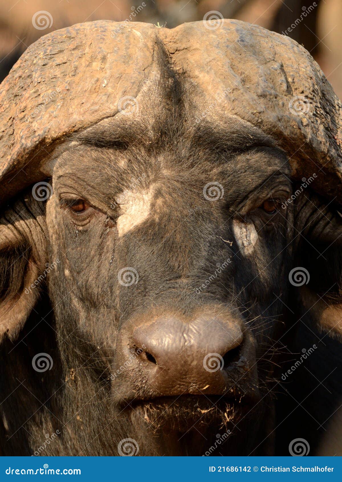 Head of a African Buffalo stock photo. Image of african - 21686142