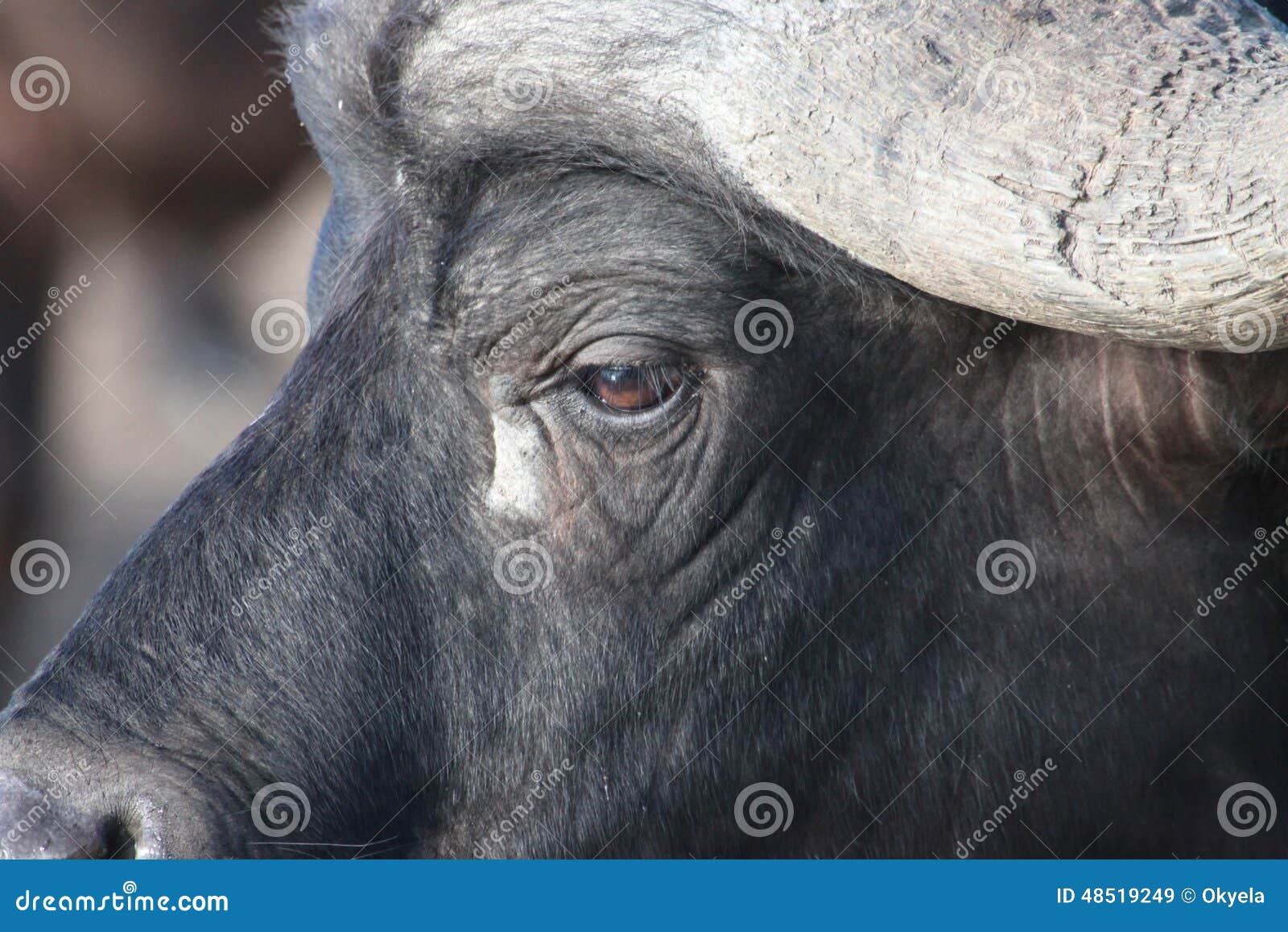 The Head of the African Buffalo Side Closeup Stock Image - Image of ...