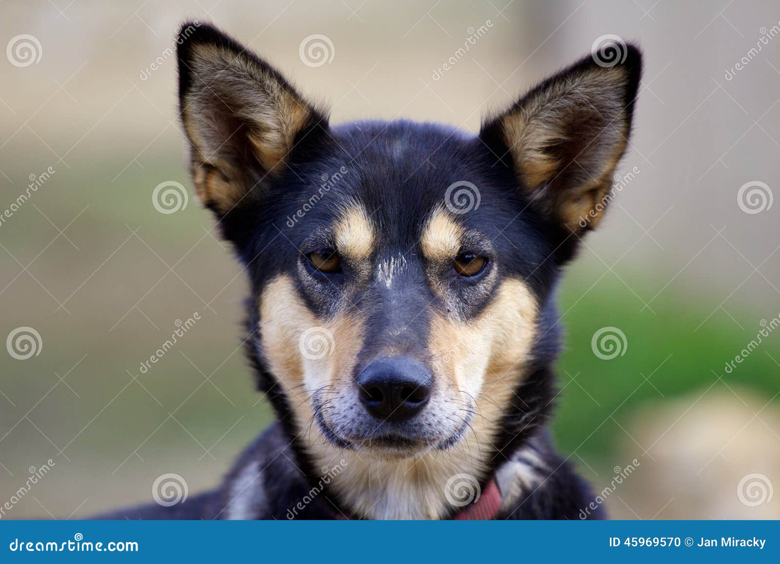 Head of Alaskan Husky with Ears Pricked Up Stock Photo - Image of north ...