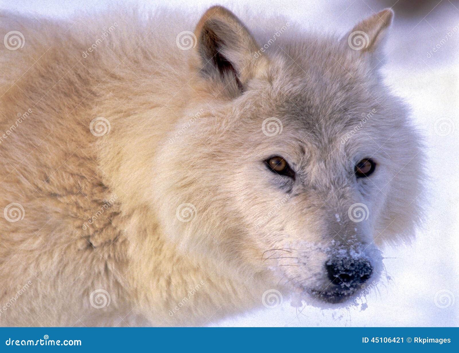 Head of alert Arctic Wolf stock image. Image of zoology - 45106421