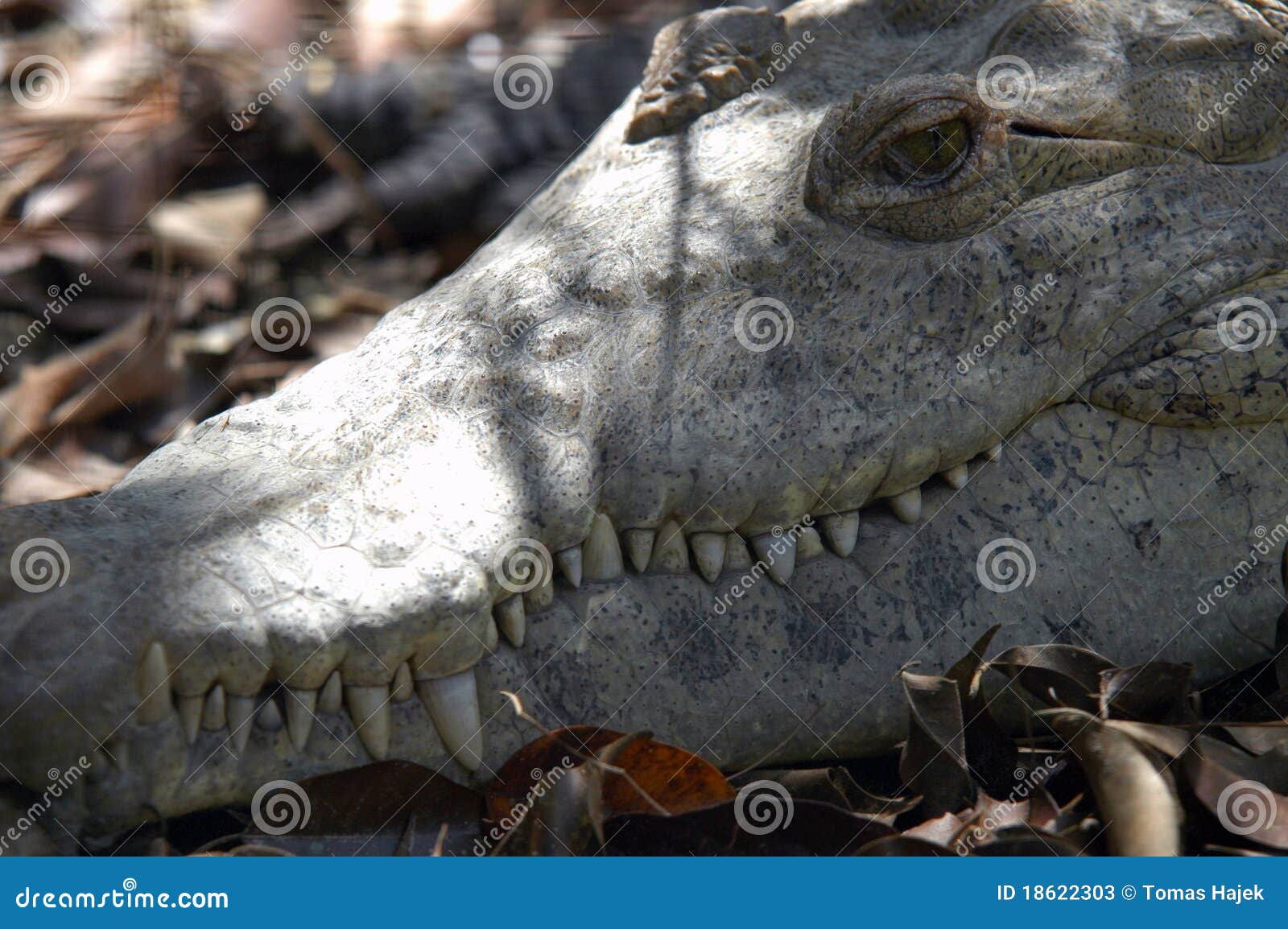 Head of Alligator stock image. Image of armor, american - 18622303