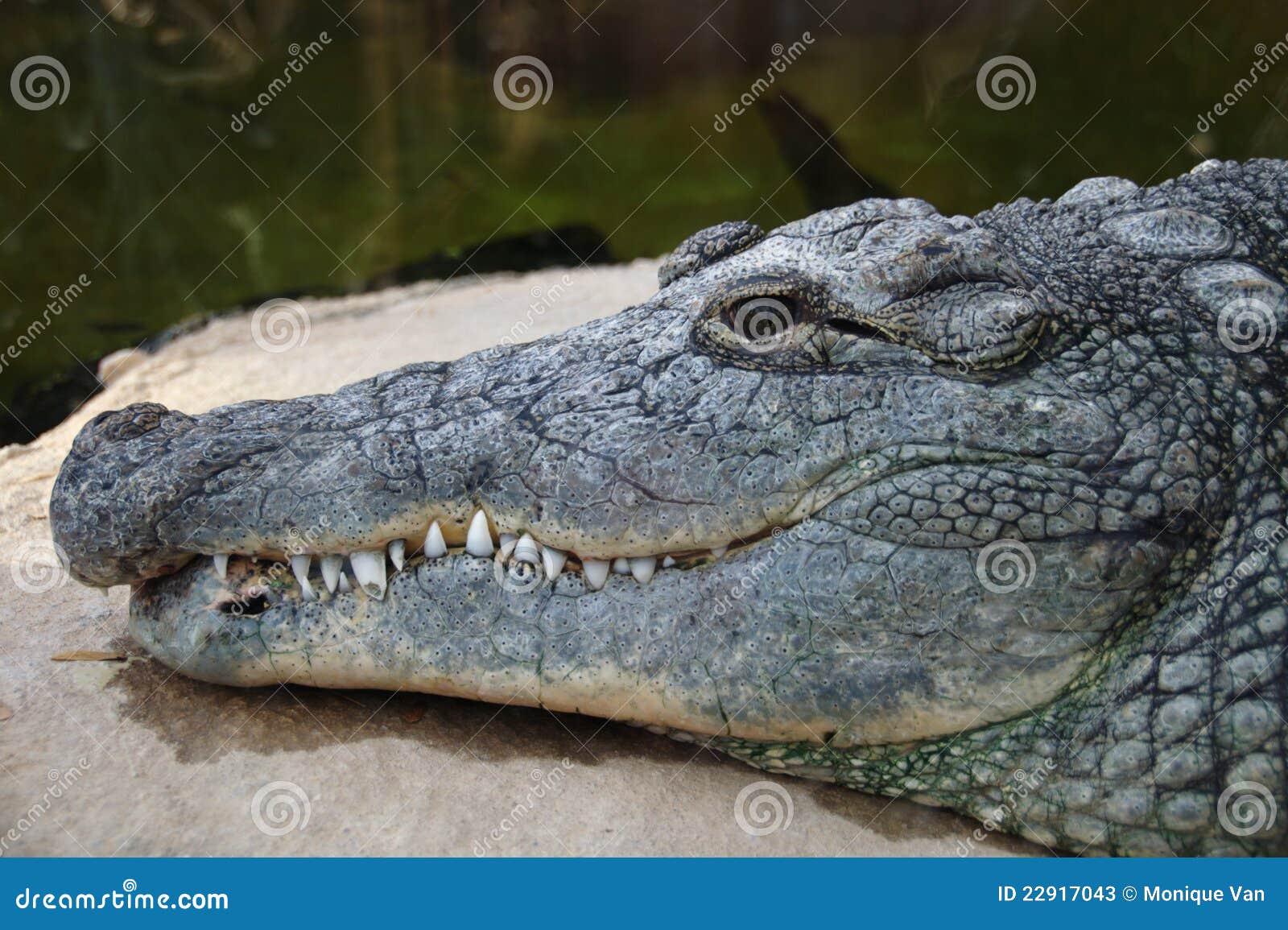 The head of an alligator stock image. Image of close - 22917043
