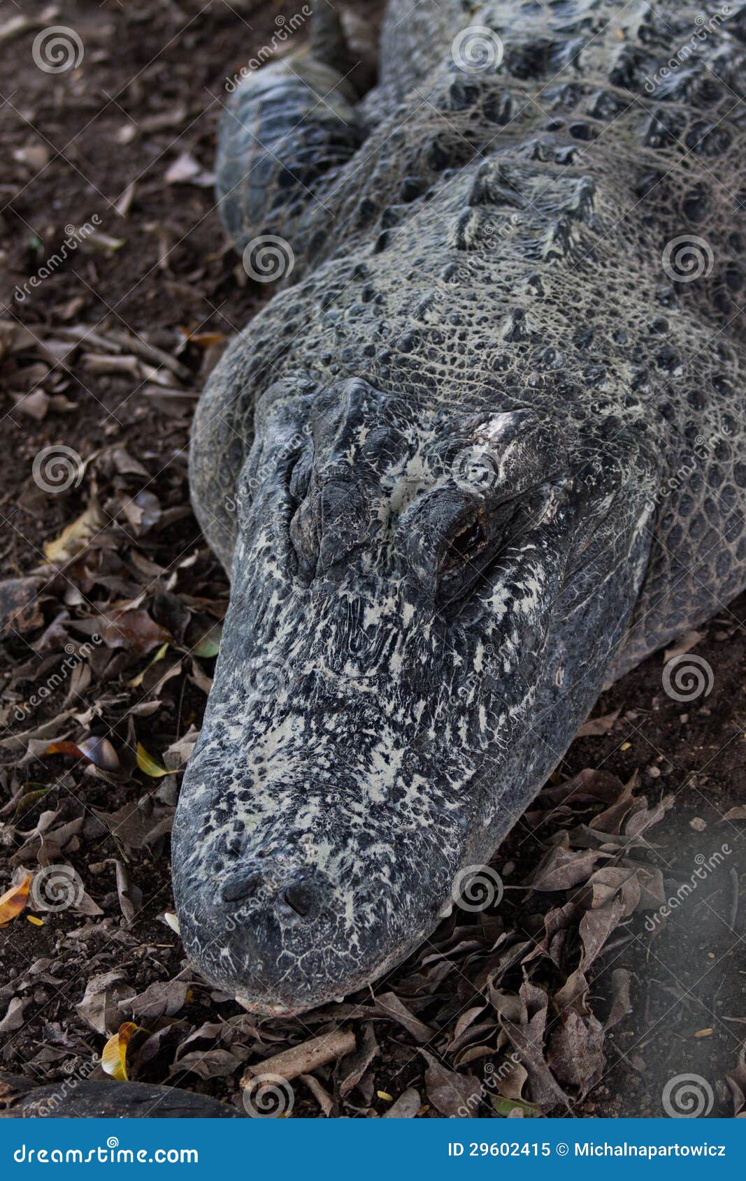 Head of alligator. stock image. Image of wild, everglades - 29602415
