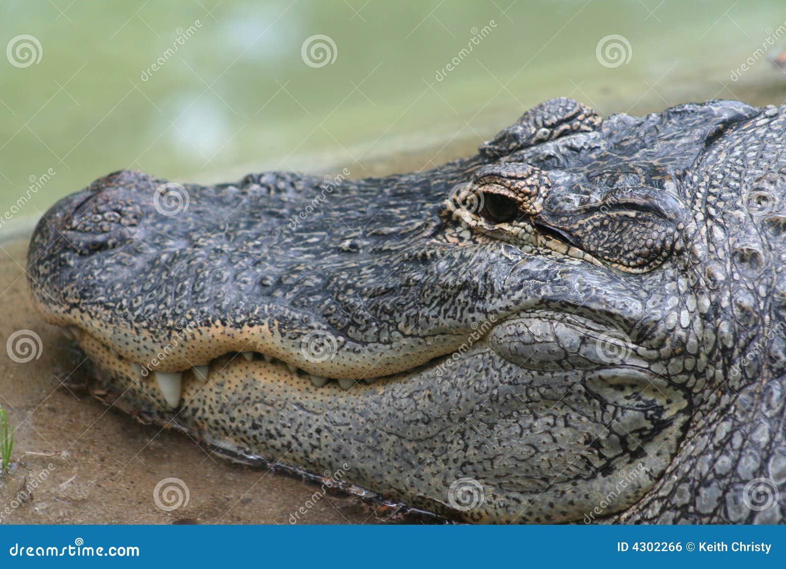 Head of an alligator stock photo. Image of wildlife, nature - 4302266