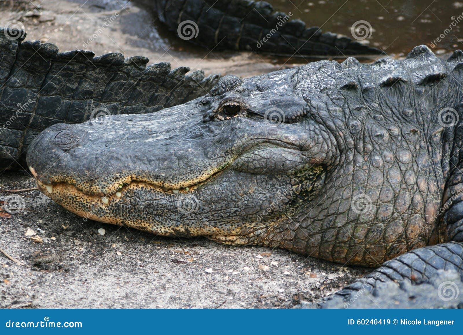 Head of Alligator stock image. Image of animal, crocodiles - 60240419