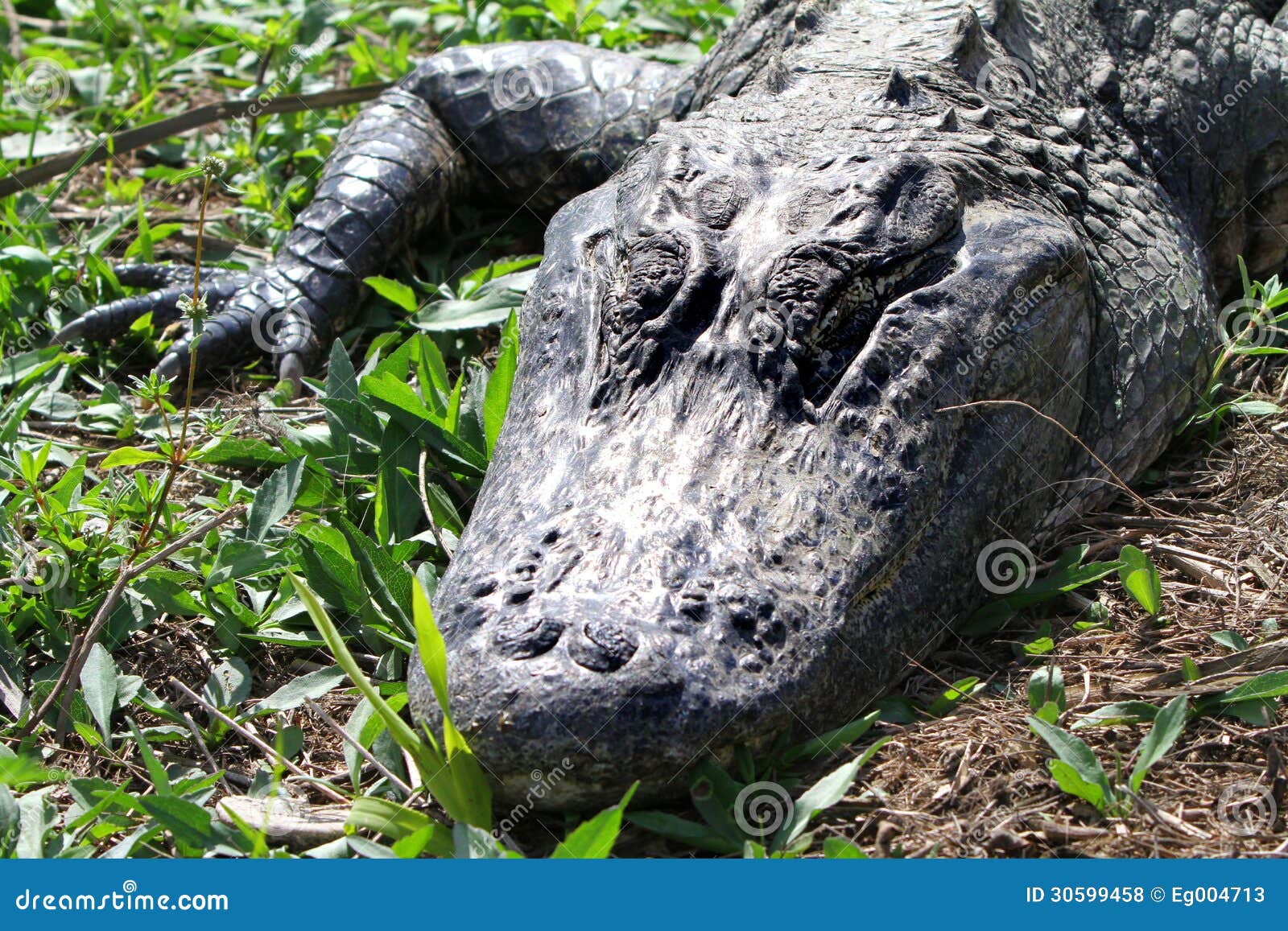 Head of alligator stock photo. Image of head, everglades - 30599458
