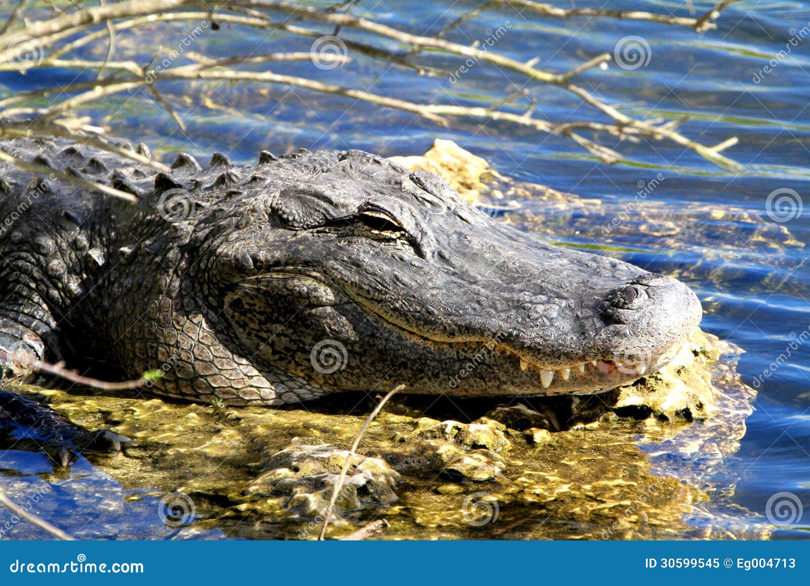 Head of alligator stock image. Image of leather, gators - 30599545