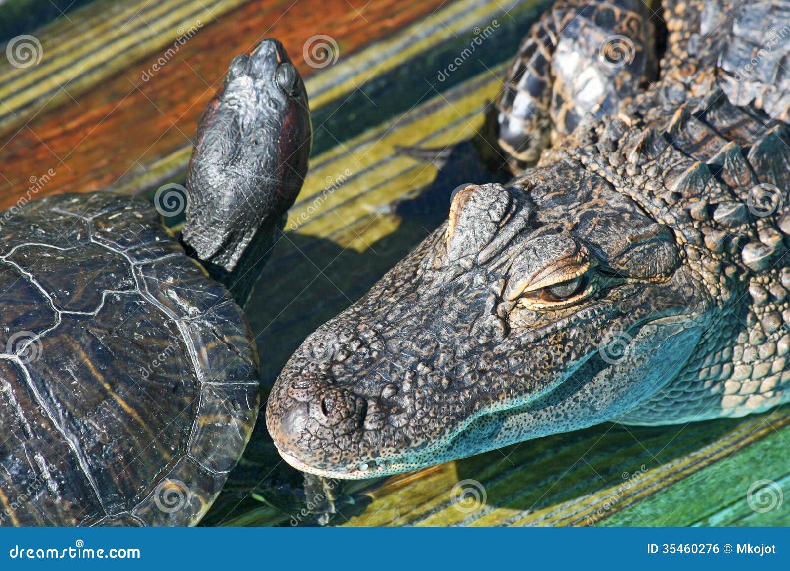 Head of Alligator and Turtle Stock Photo - Image of orlando, florida ...