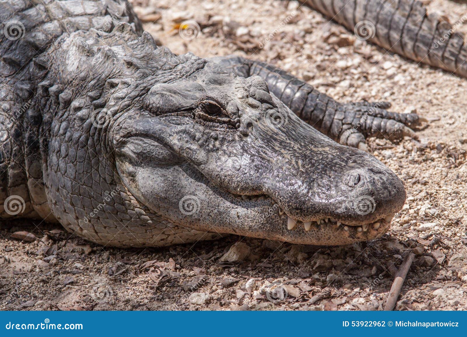 Head of alligator. stock photo. Image of florida, lizard - 53922962