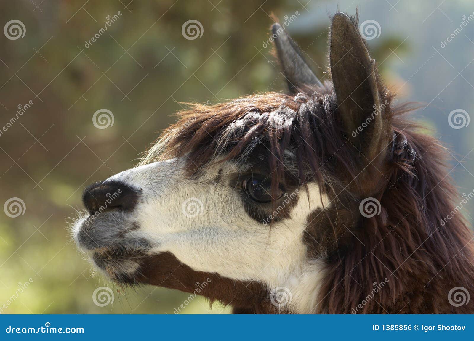 Head of Alpaca (lama Pacos) Stock Photo - Image of andes, nose: 1385856