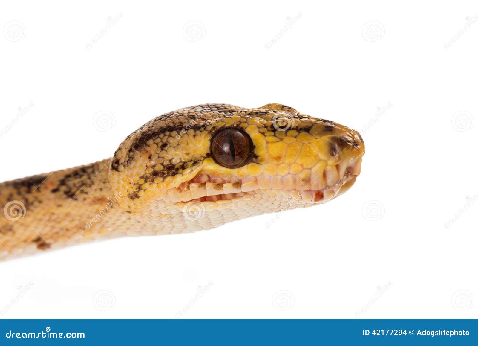 Head of an Amazon Tree Boa stock photo. Image of reptile - 42177294