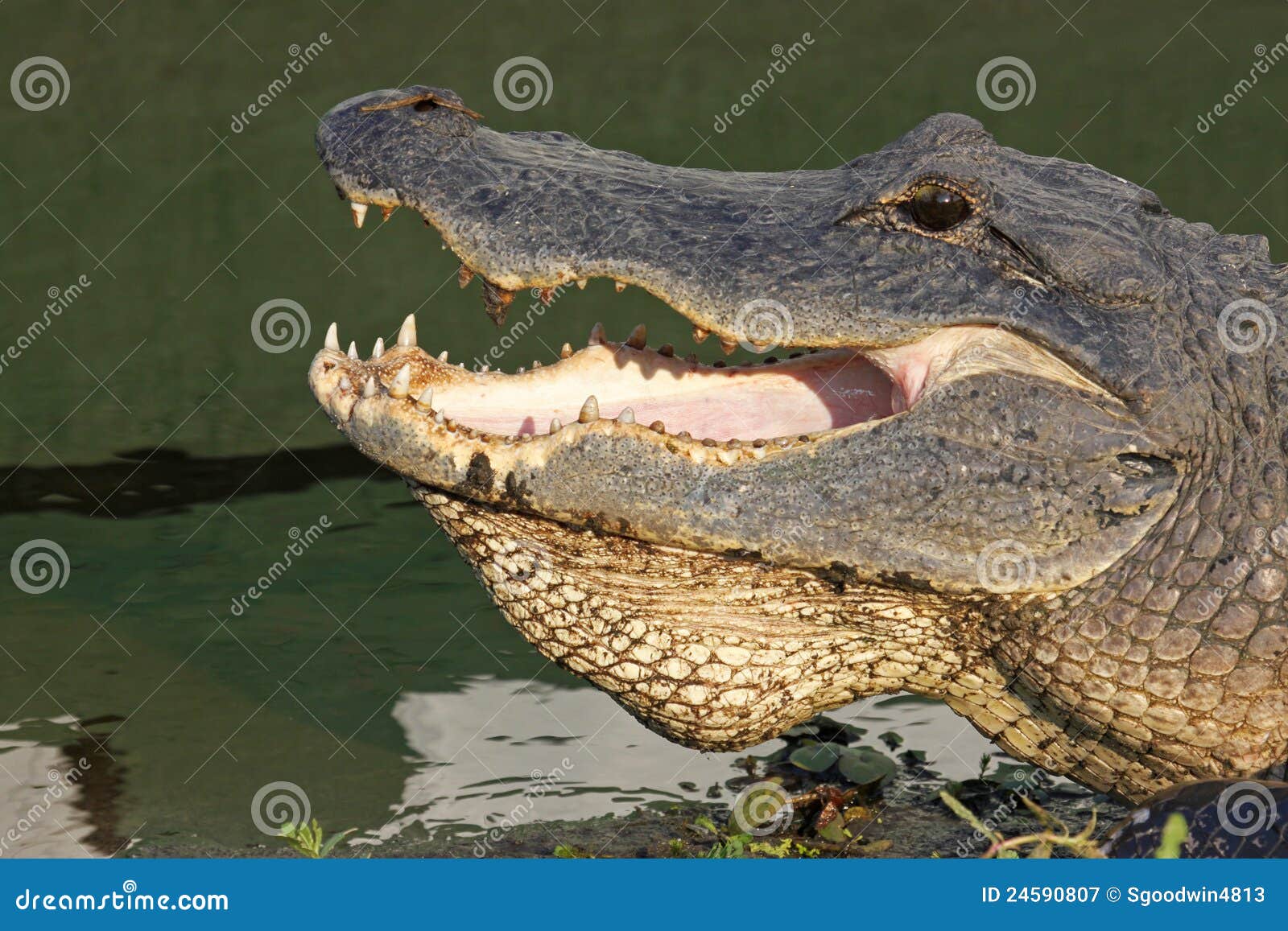 Head of an American Alligator Stock Image - Image of predator, nose ...