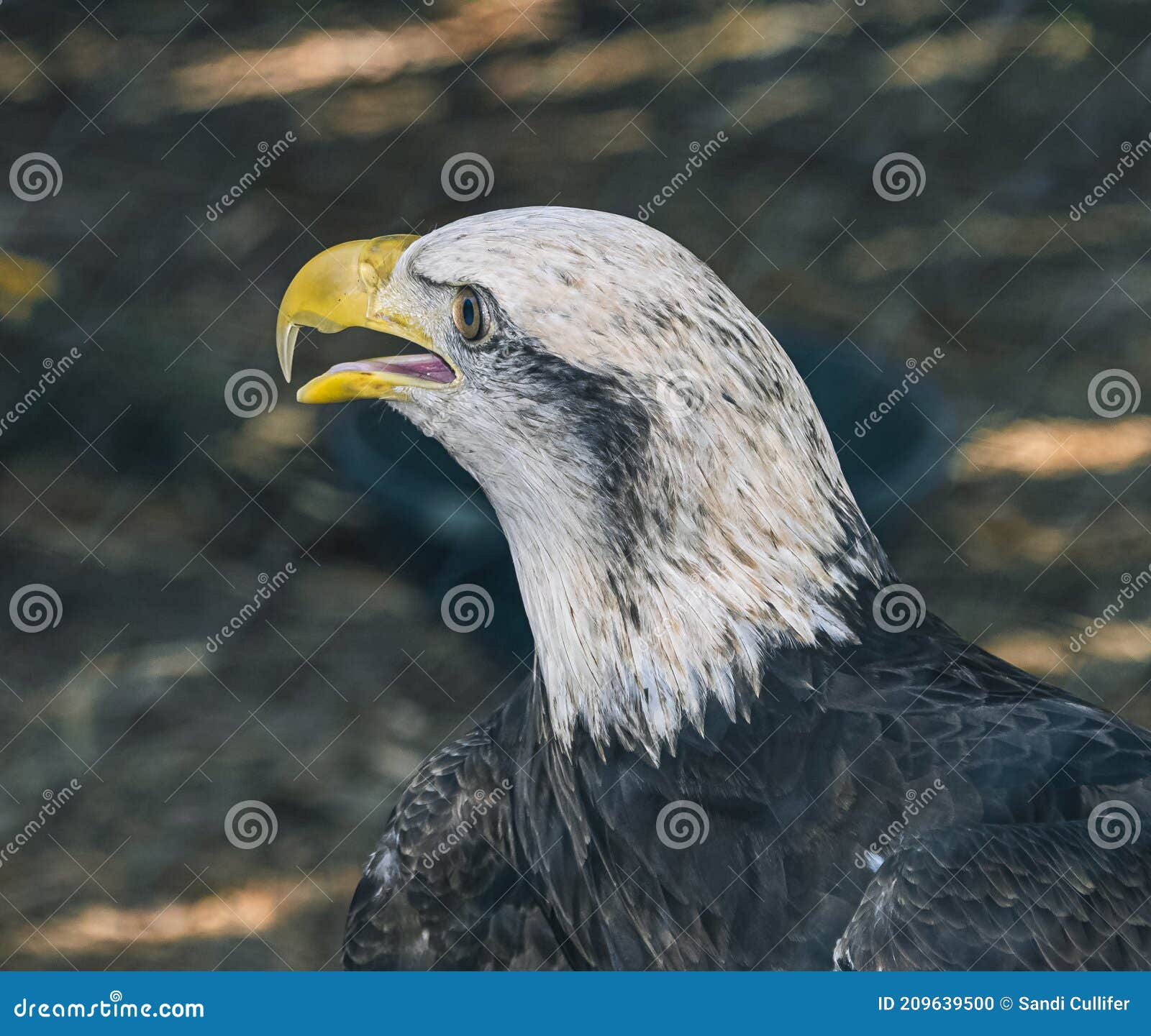 The Head of an American Bald Eagle Stock Photo - Image of refuge ...