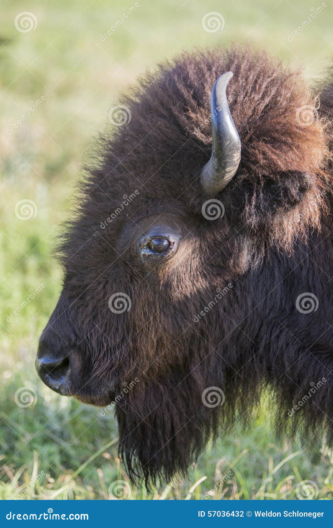 Head of American bison cow stock photo. Image of animal - 57036432
