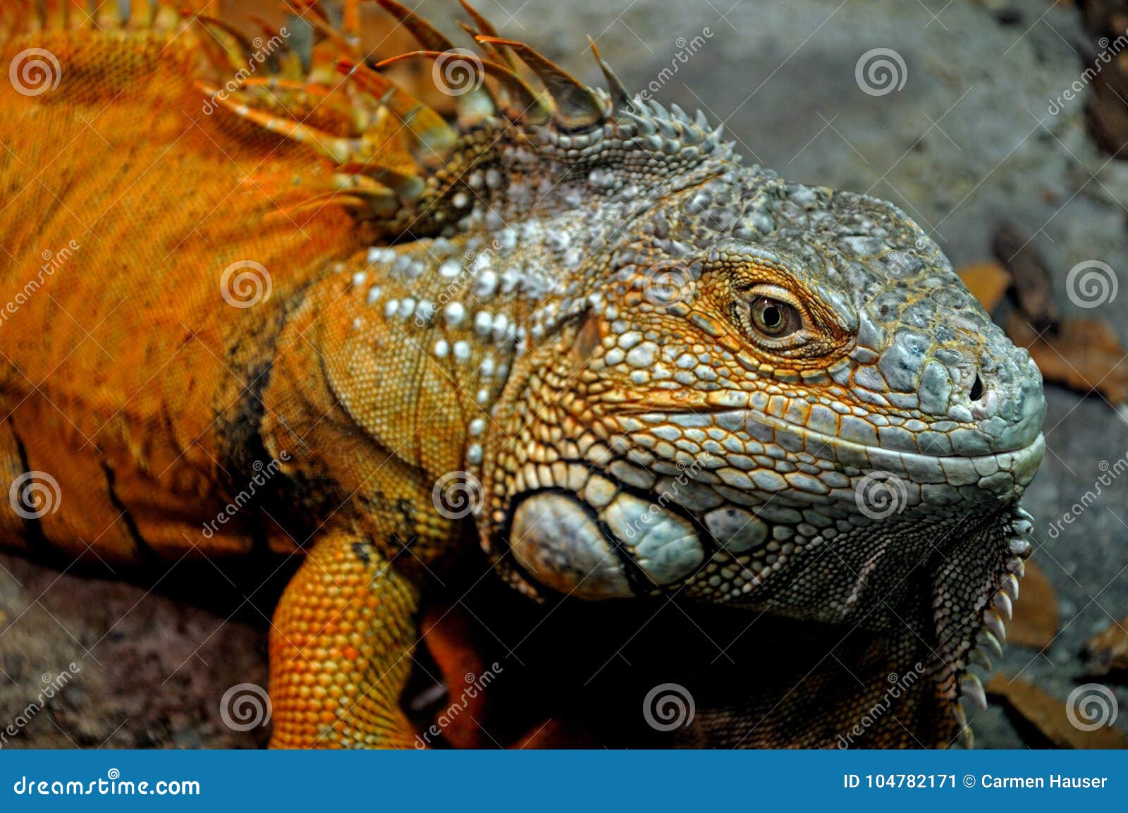 Head of an american iguana stock image. Image of long - 104782171