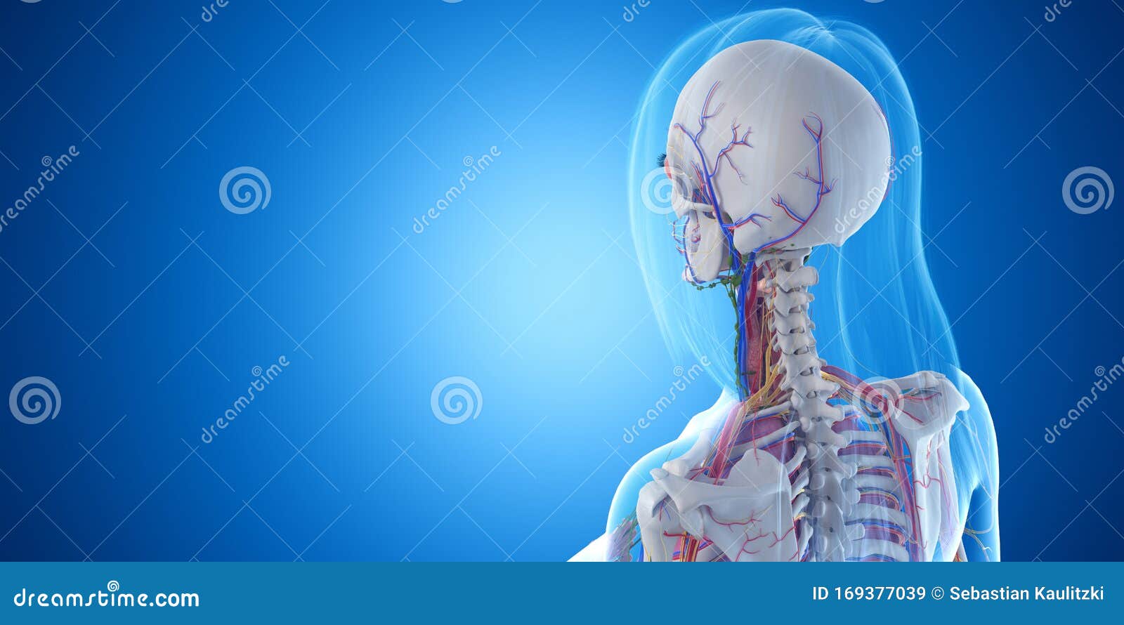 The head anatomy stock illustration. Illustration of human - 169377039