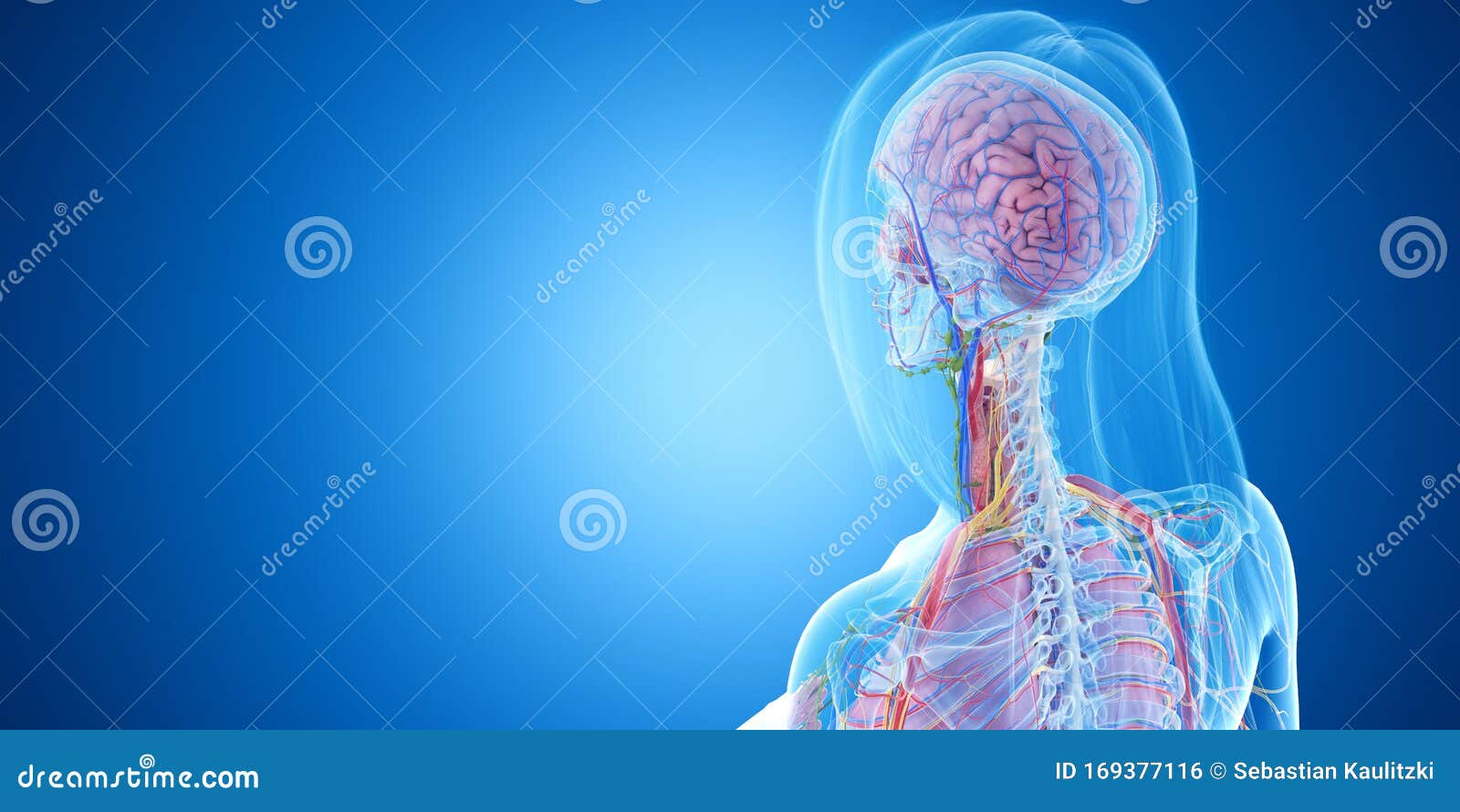 The head anatomy stock illustration. Illustration of organs - 169377116