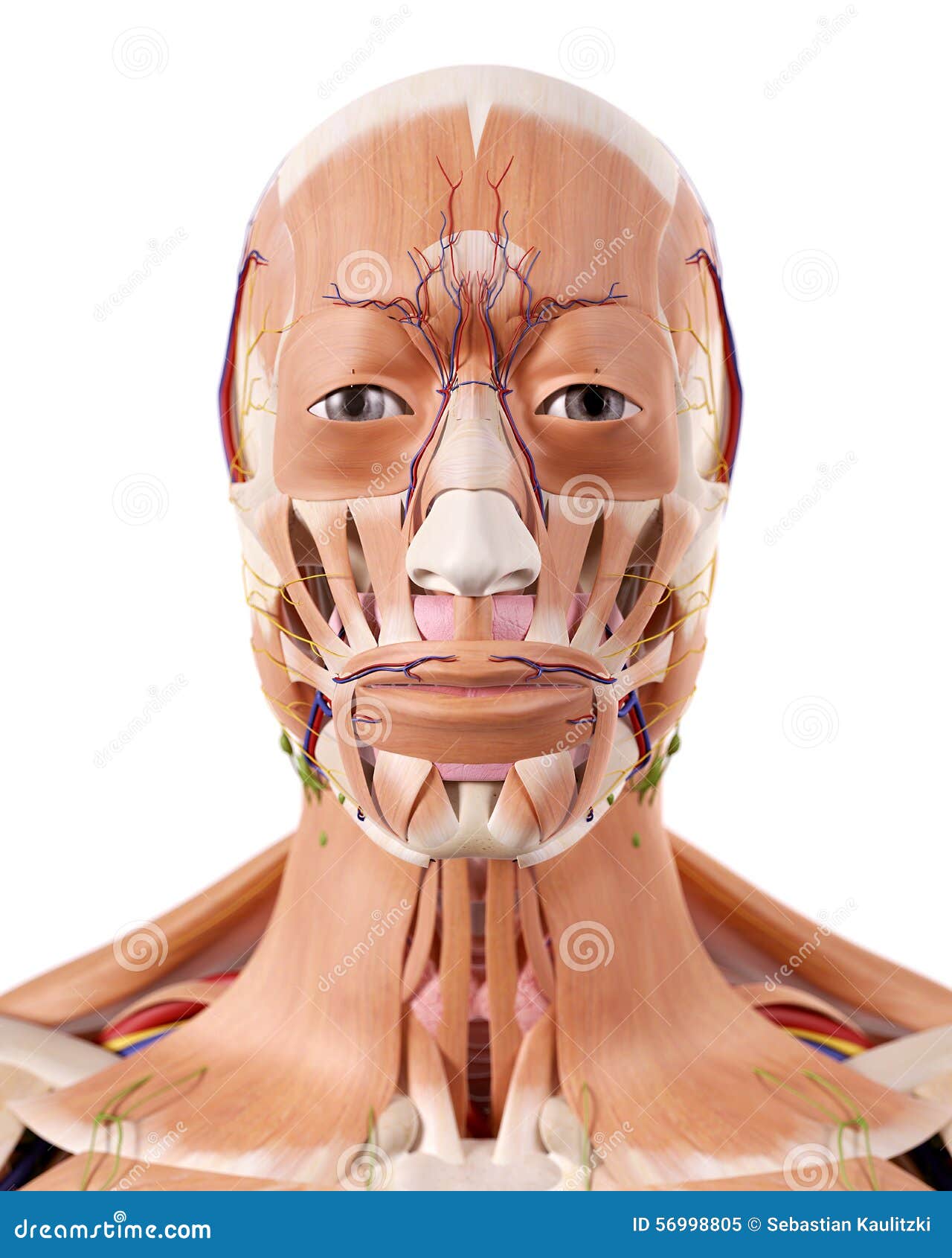 The head anatomy stock illustration. Illustration of accurate - 56998805