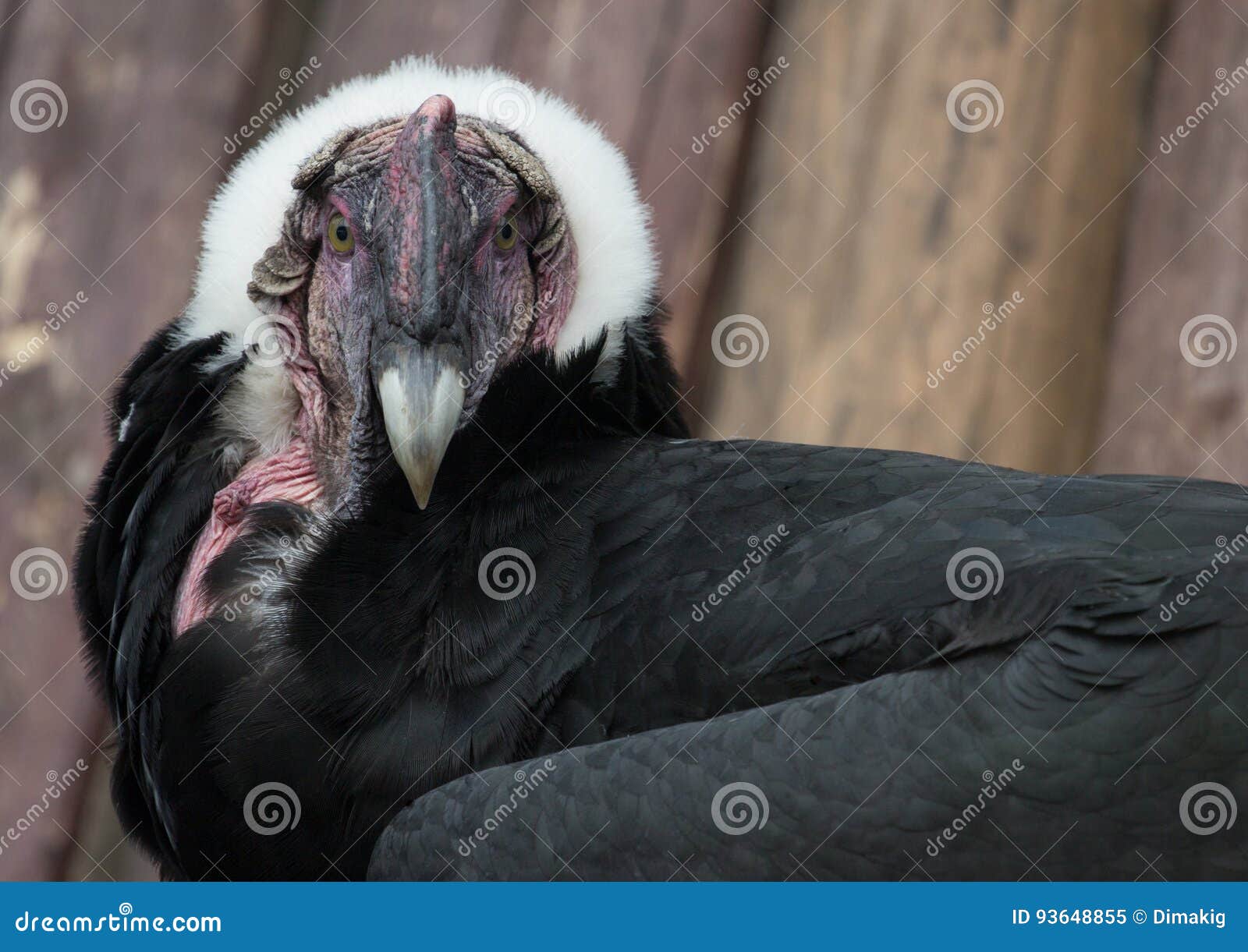 The Head of the Andean Condor Stock Image - Image of american, andean ...