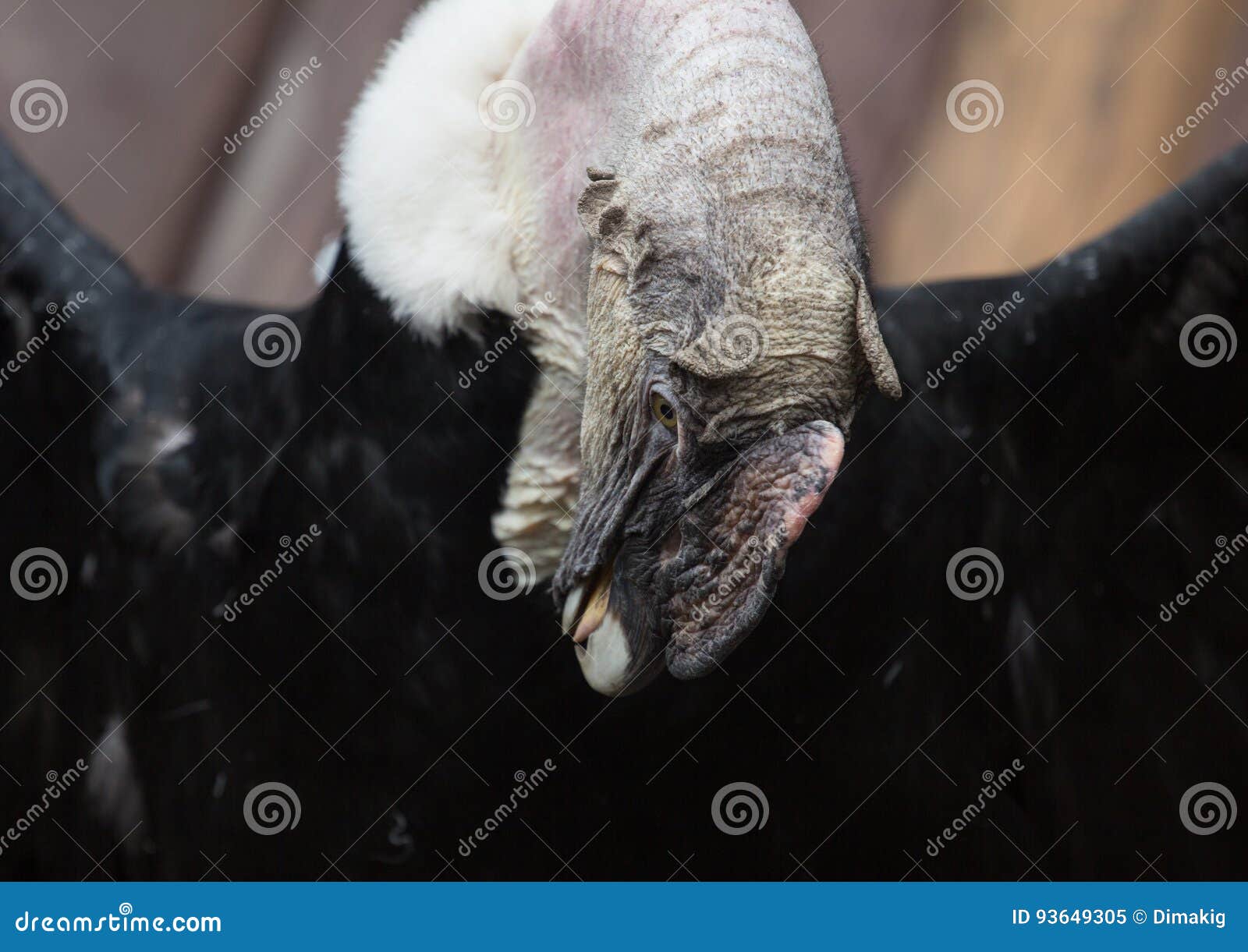 The Head of the Andean Condor Stock Image - Image of nature, caruncle ...
