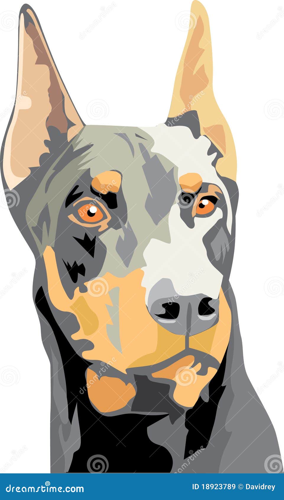 Head of an angry doberman stock illustration. Illustration of breed ...