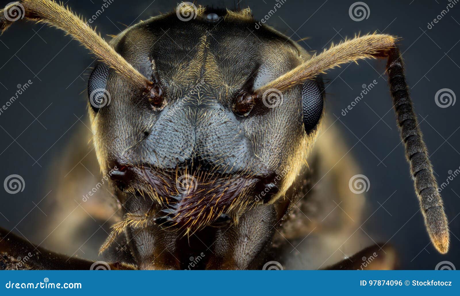 Head of ant stock photo. Image of close, closeup, community - 97874096