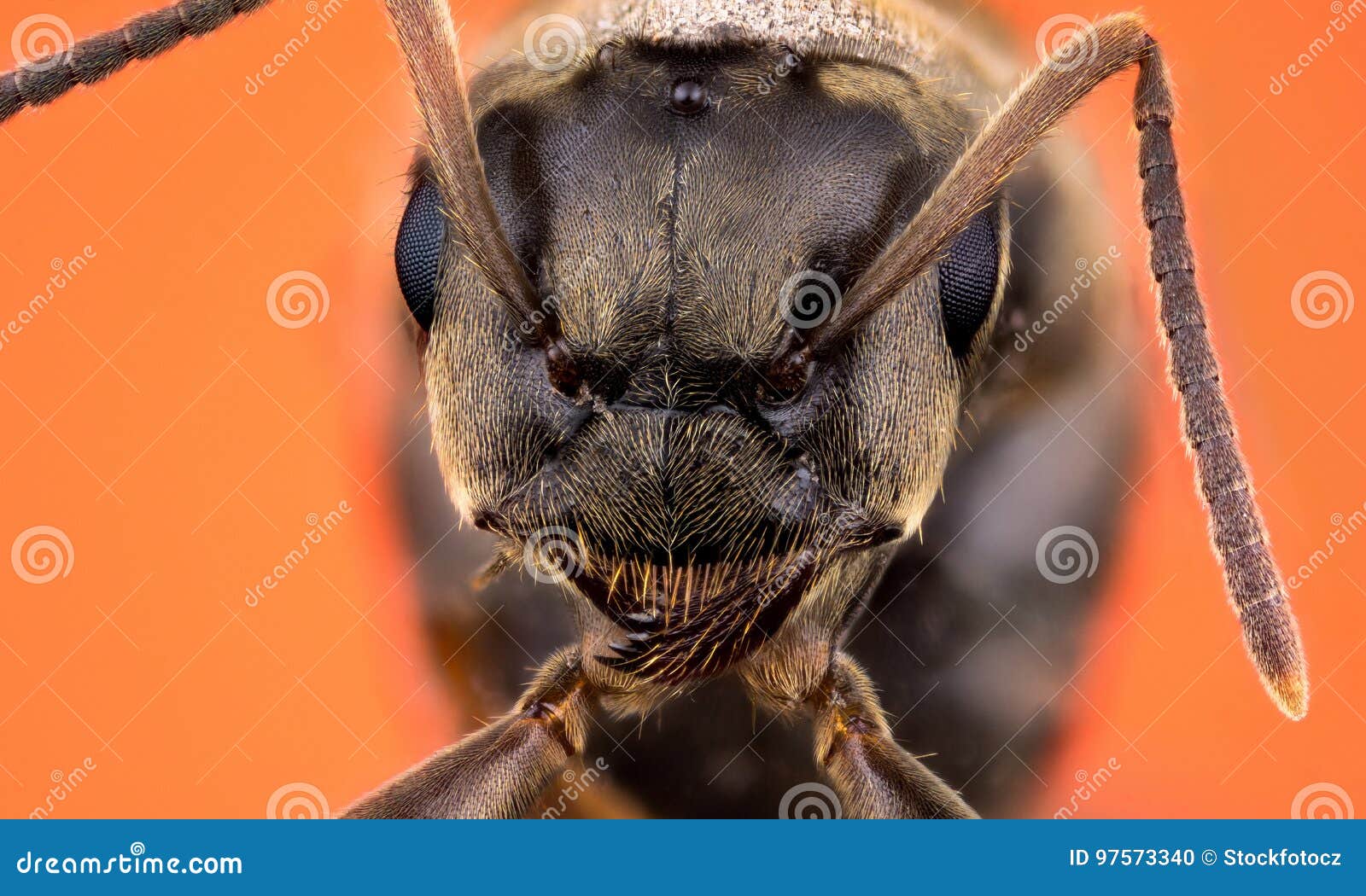 Head of ant stock photo. Image of complexity, micro, colony - 97573340