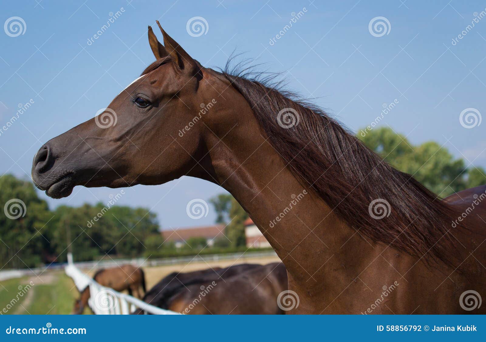 Head of arabian horse stock photo. Image of active, horses - 58856792