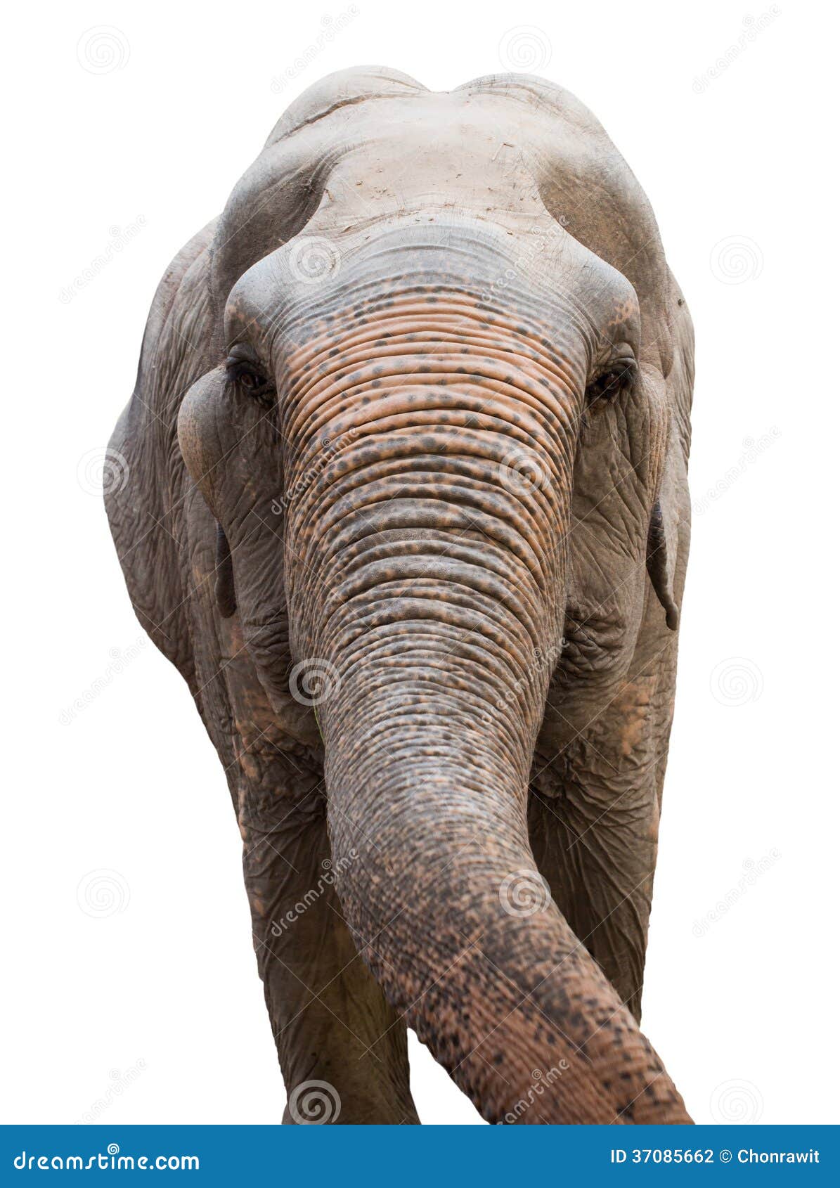 Asian Elephant Head Side View