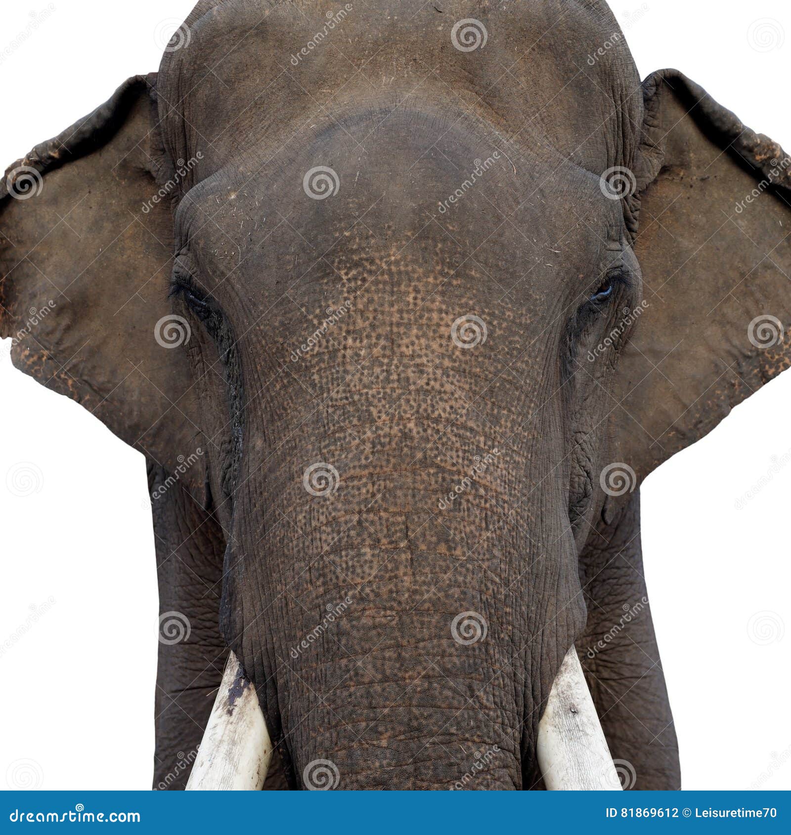 Head of asian elephant stock photo. Image of green, animal - 81869612
