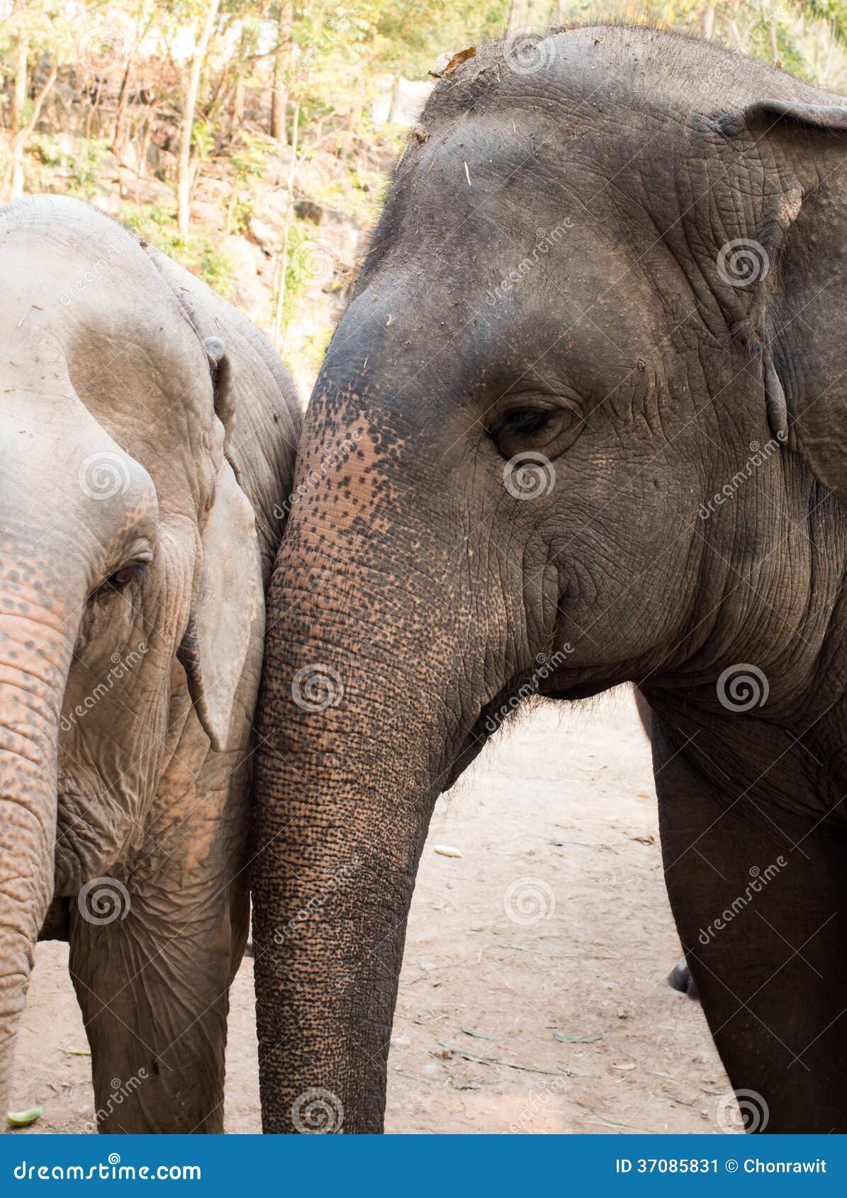 Head of a Asian elephant stock image. Image of tall, large - 37085831