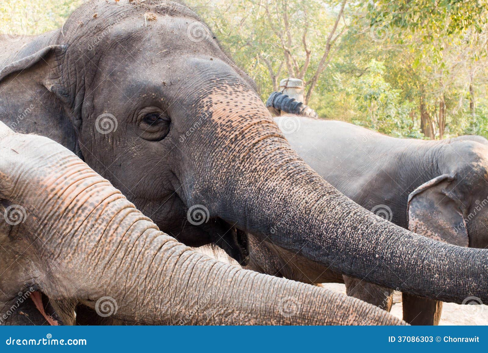 Head of a Asian elephant stock image. Image of power - 37086303