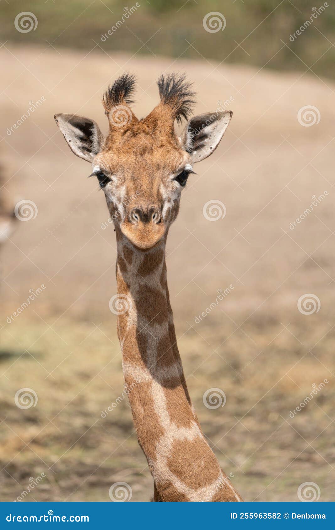 Head of a baby giraffe stock photo. Image of african - 255963582
