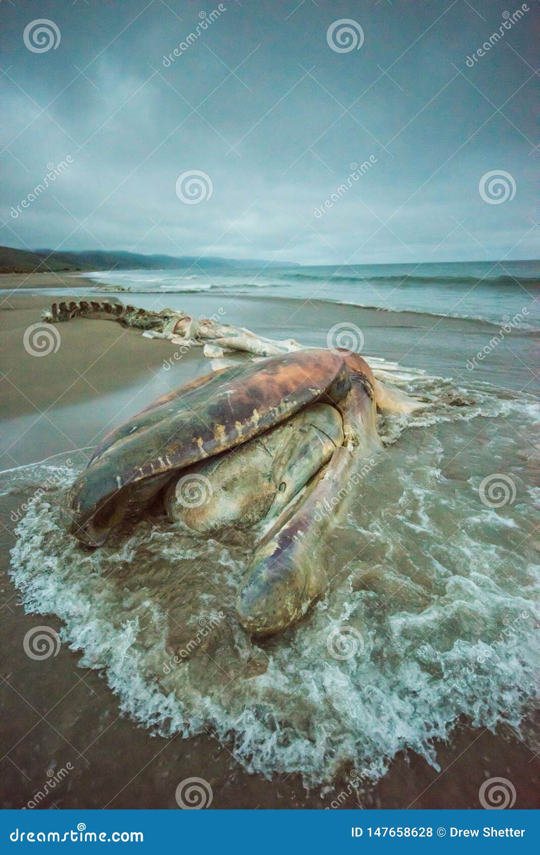 Decomposed Beached Whale Backbone with Moving Water and Dramatic Clouds ...