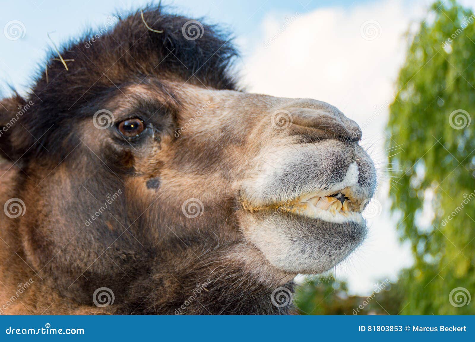 The Head of a Bactrian Camel Stock Image - Image of face, dromedary ...