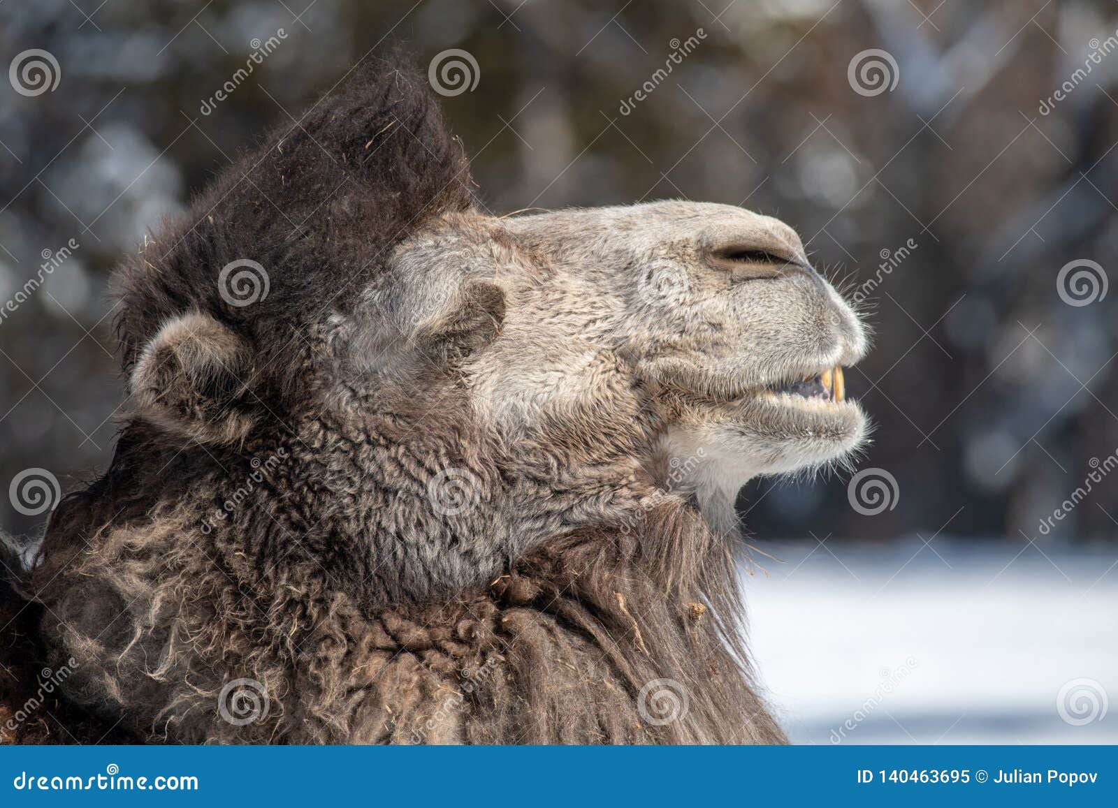 Portrait of a Bactrian Camel or Camelus Bactrianus Stock Image - Image ...
