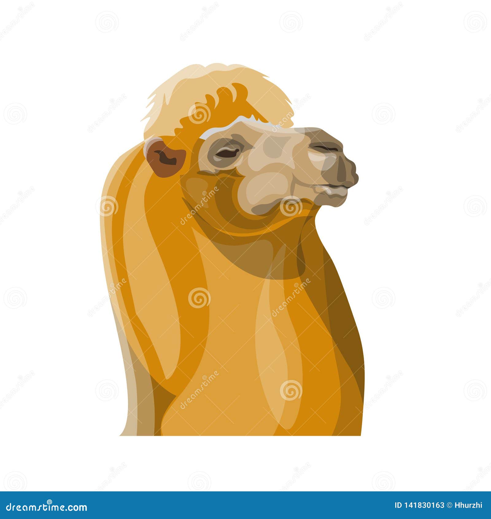 Bactrian Camel Isolated In Cartoon Style. Educational Zoology ...