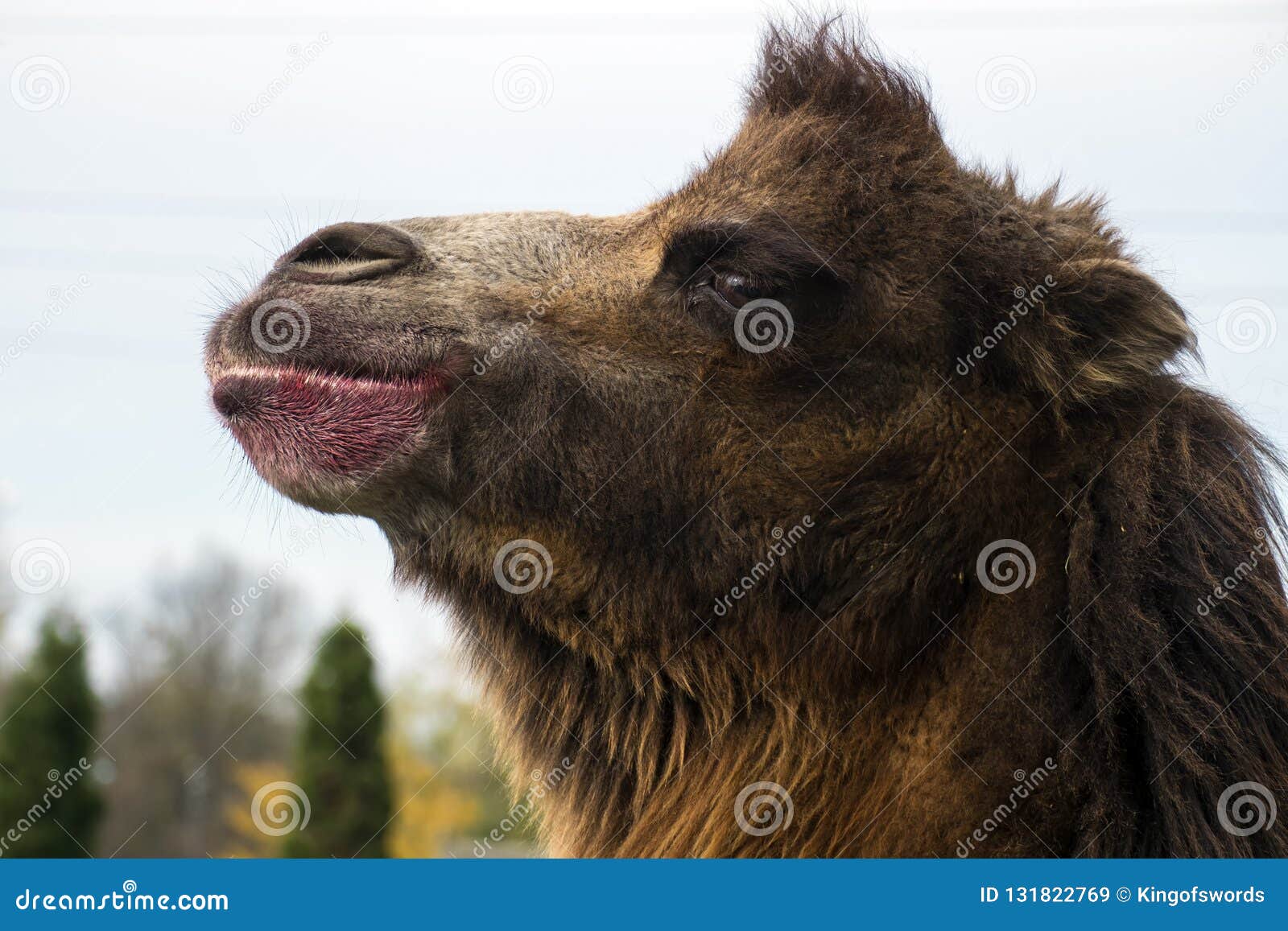 Head of Bactrian Camel in Half-face Stock Image - Image of mammal ...