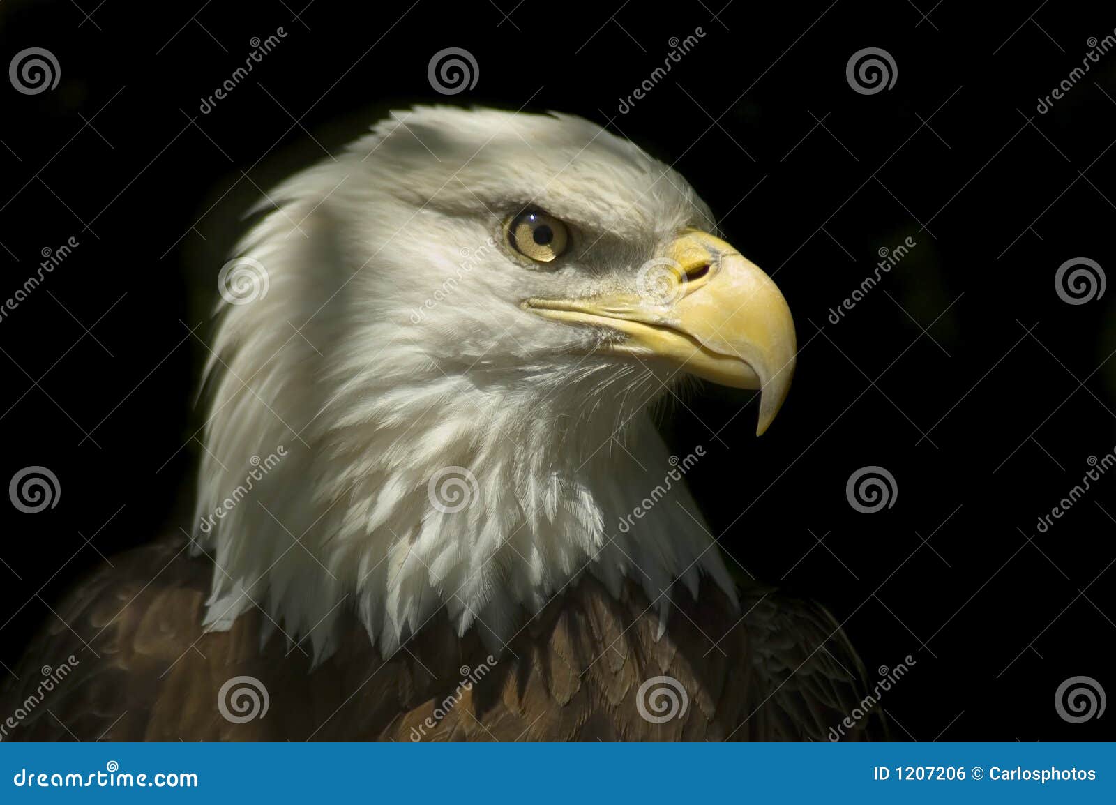 Head of Bald Eagle stock photo. Image of bird, animals - 1207206
