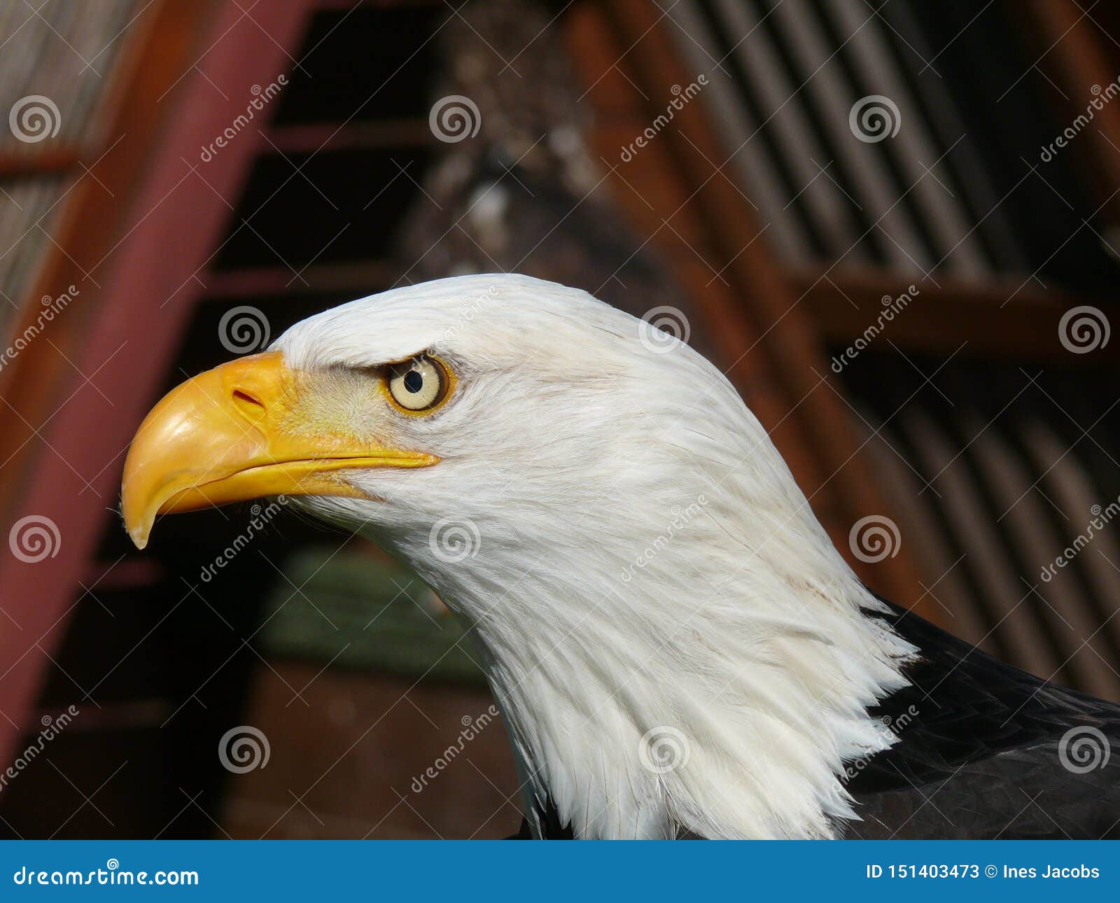 Head of a bald eagle stock image. Image of freedom, young - 151403473