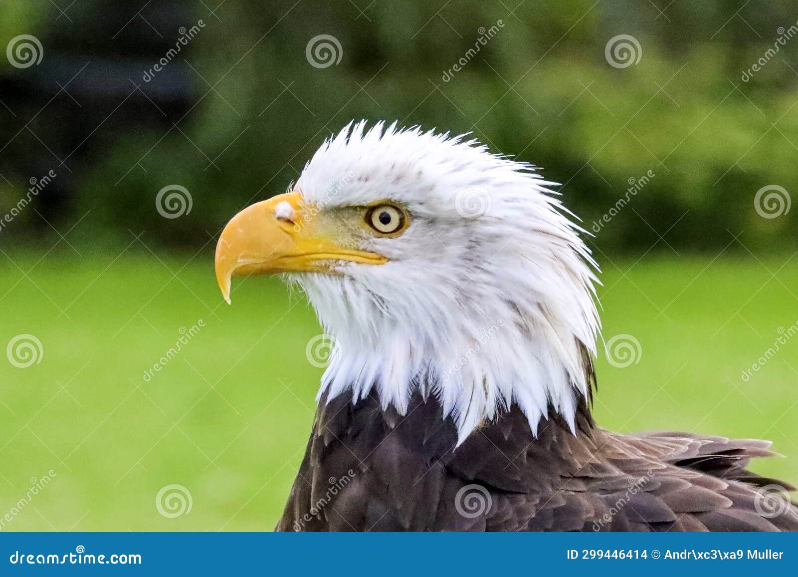 Head of a Bald Eagle during a Photo Workshop Stock Photo - Image of ...